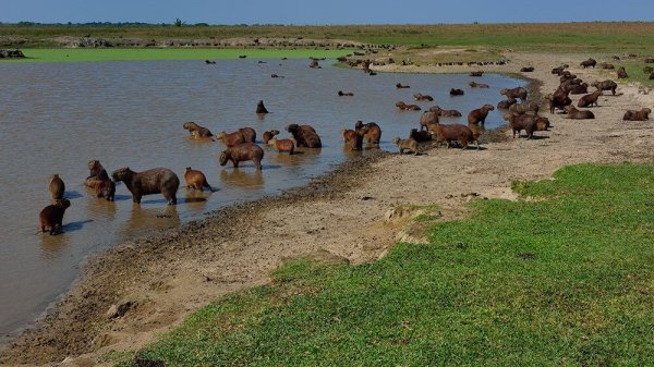 Colombian Safari | Dude Ranch & Wildlife | Guanabana Tours